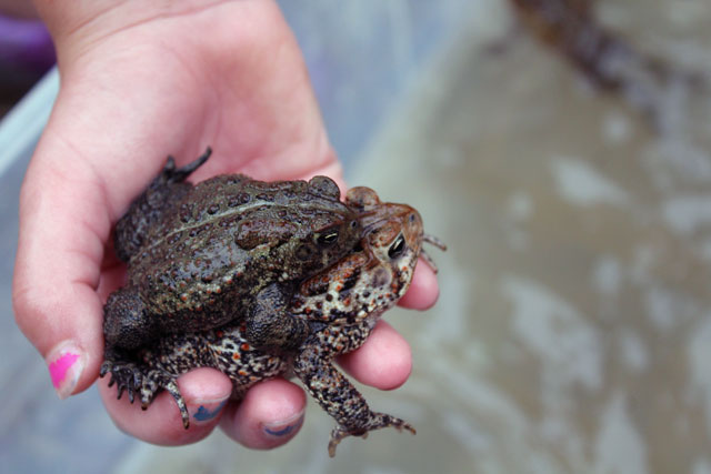 Discovering nature and creating bonds at Taproot - Little Village