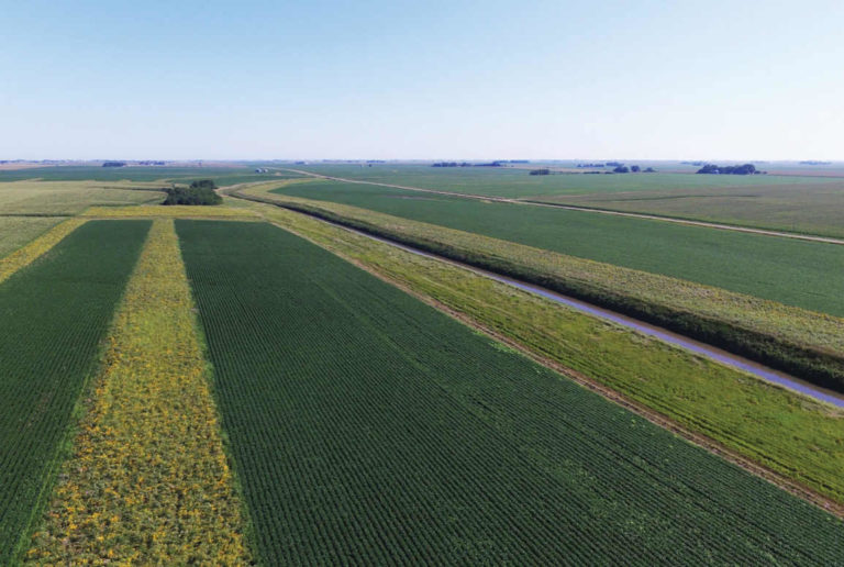 How planting prairie strips on Iowa farms could save soil, water ...