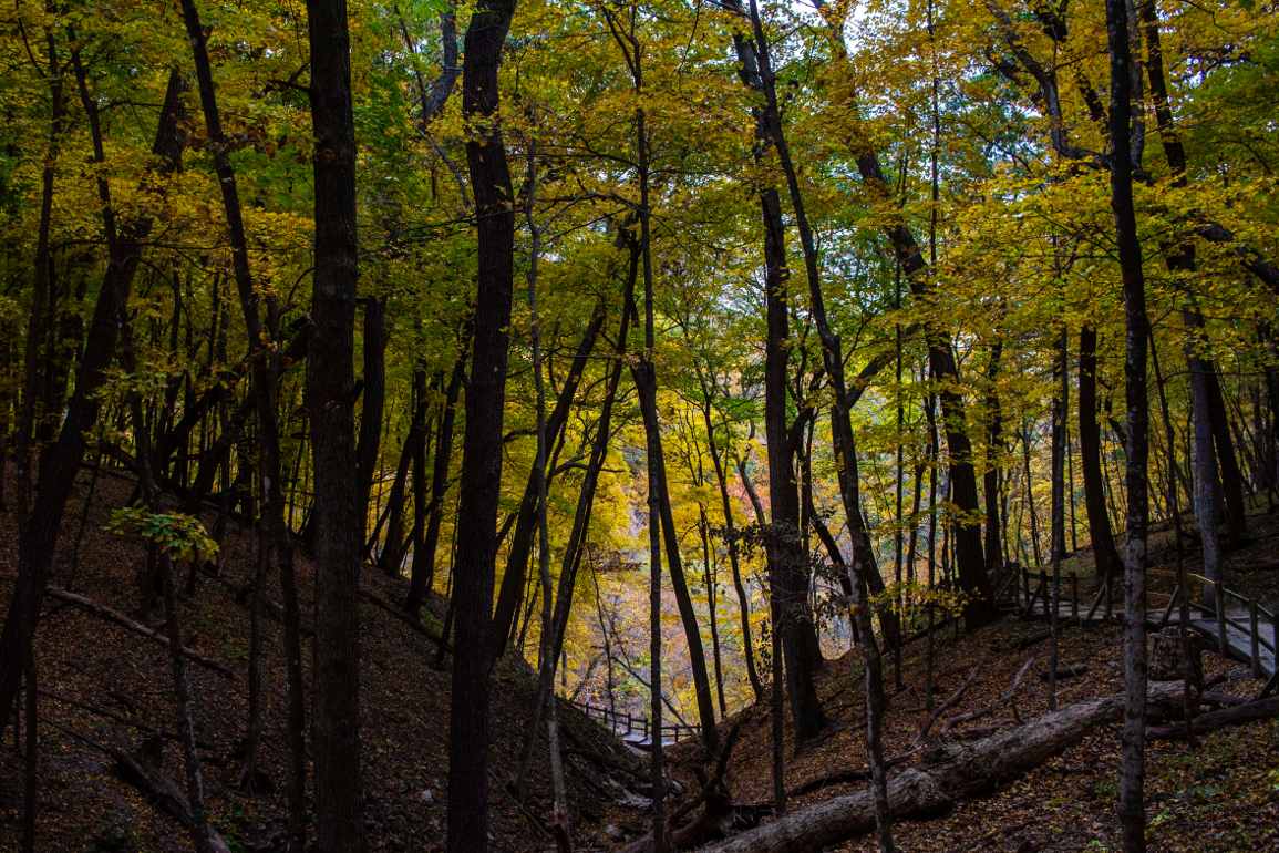Iowa state parks preserve lush corners of a landscape 98% altered by ...