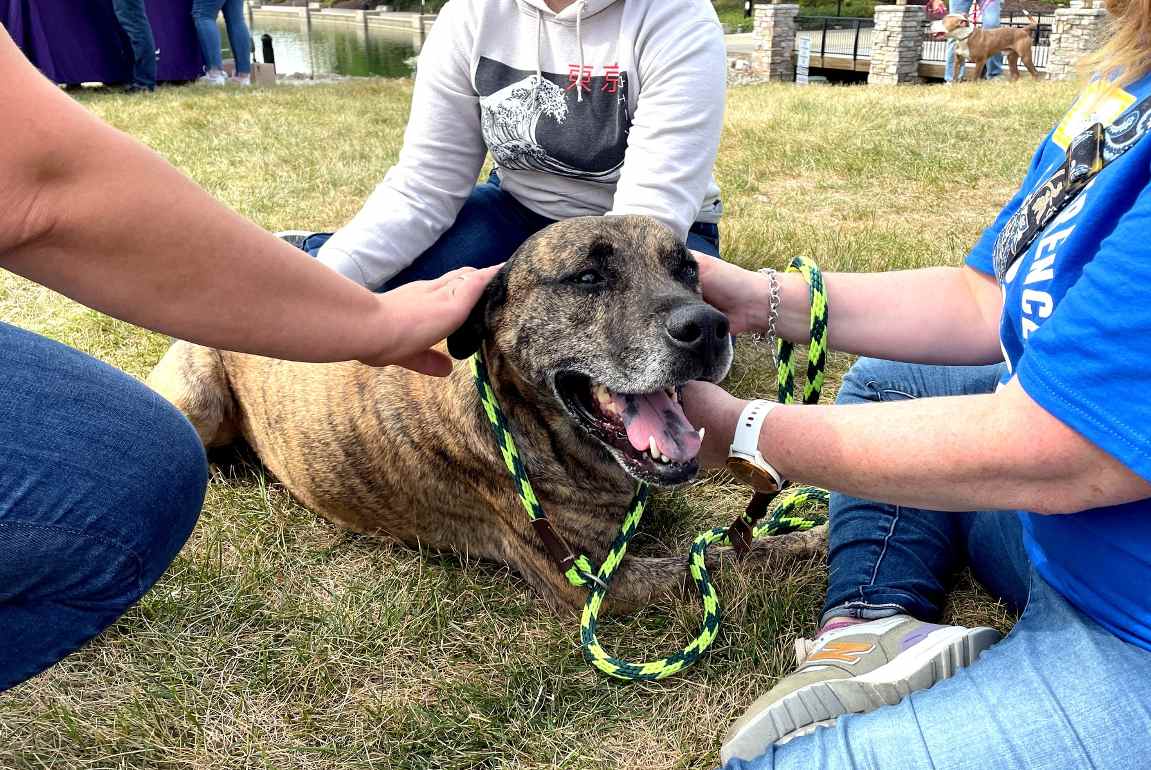 The Animal Rescue League, Iowa's largest nonprofit shelter, puts rescue ...