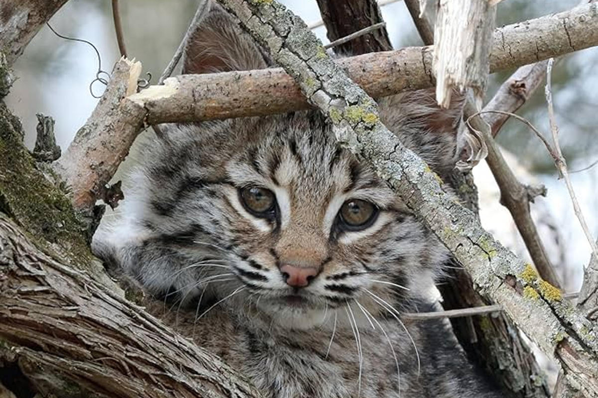 Book Review: 'Iowa’s Changing Wildlife: Three Decades of Gain and Loss ...