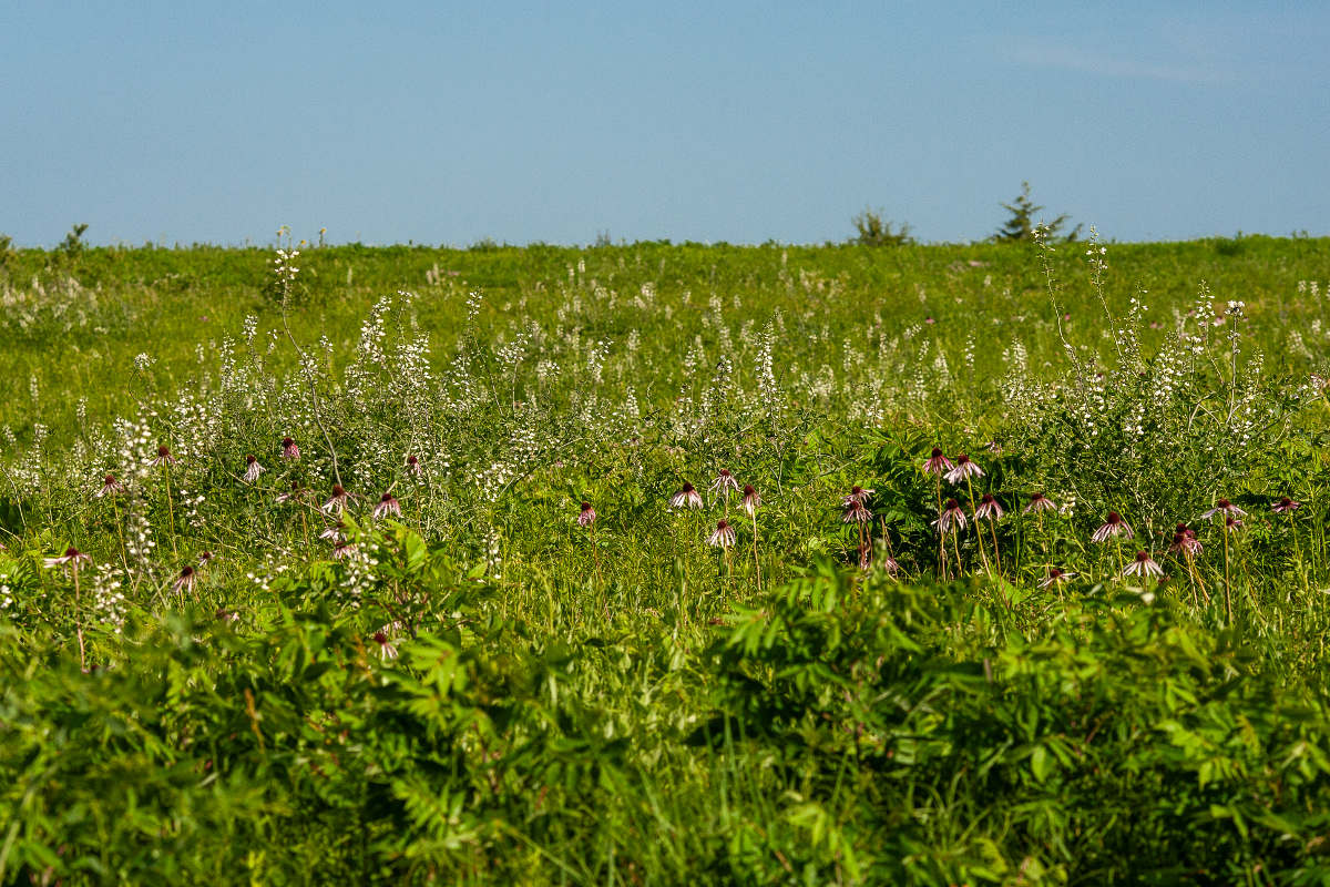 West Branch Prairie_Danforth_TristanJohnson-grass - Little Village