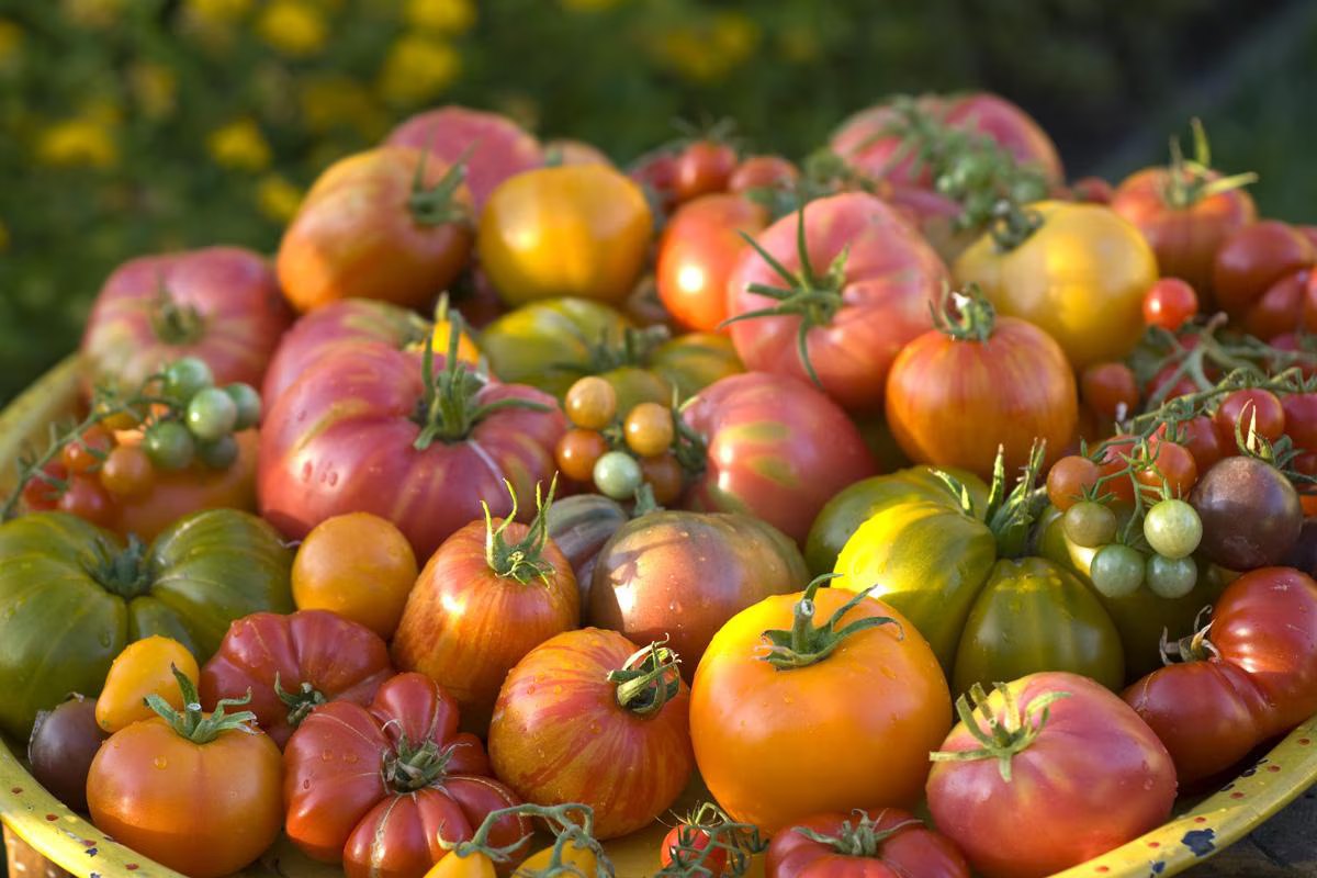 Taste of Heirloom Tomatoes - Little Village