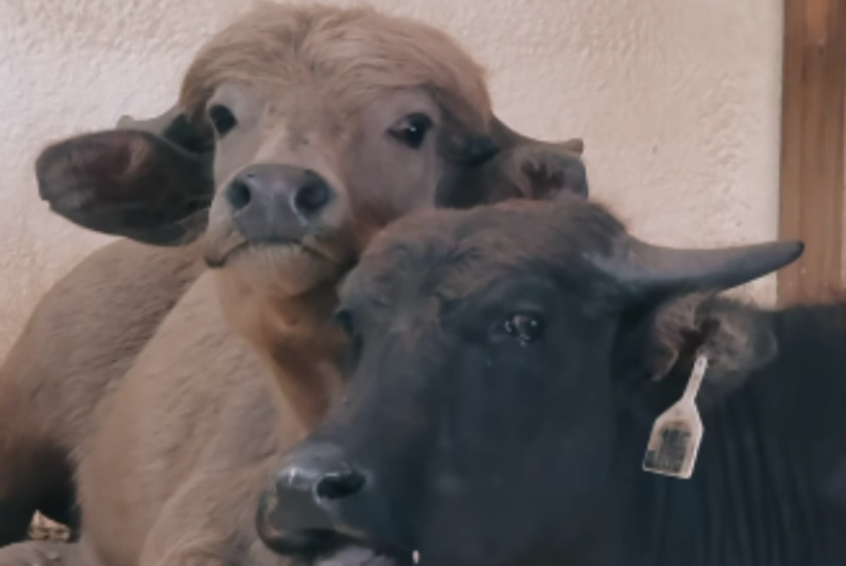 Phill the water buffalo is out of the hospital and reunited with his ...