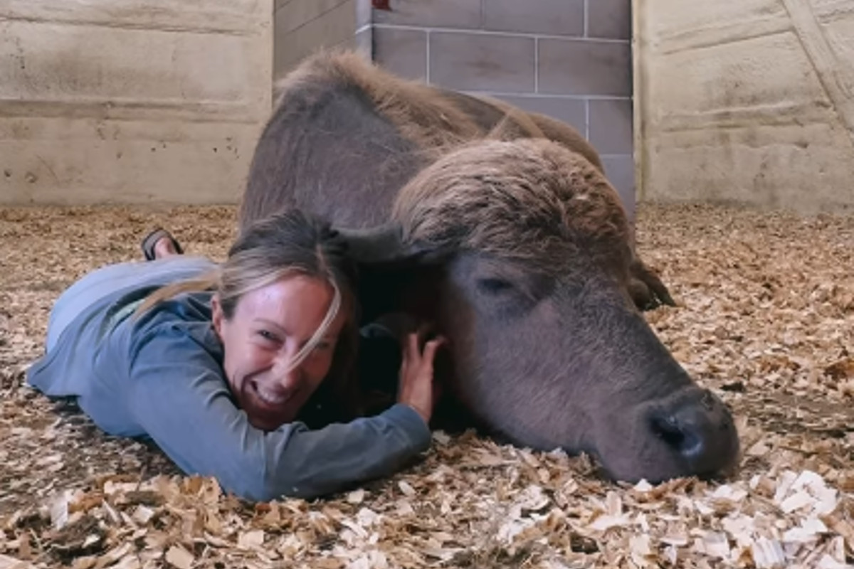 Phill the water buffalo's former owner faces misdemeanor charge ...