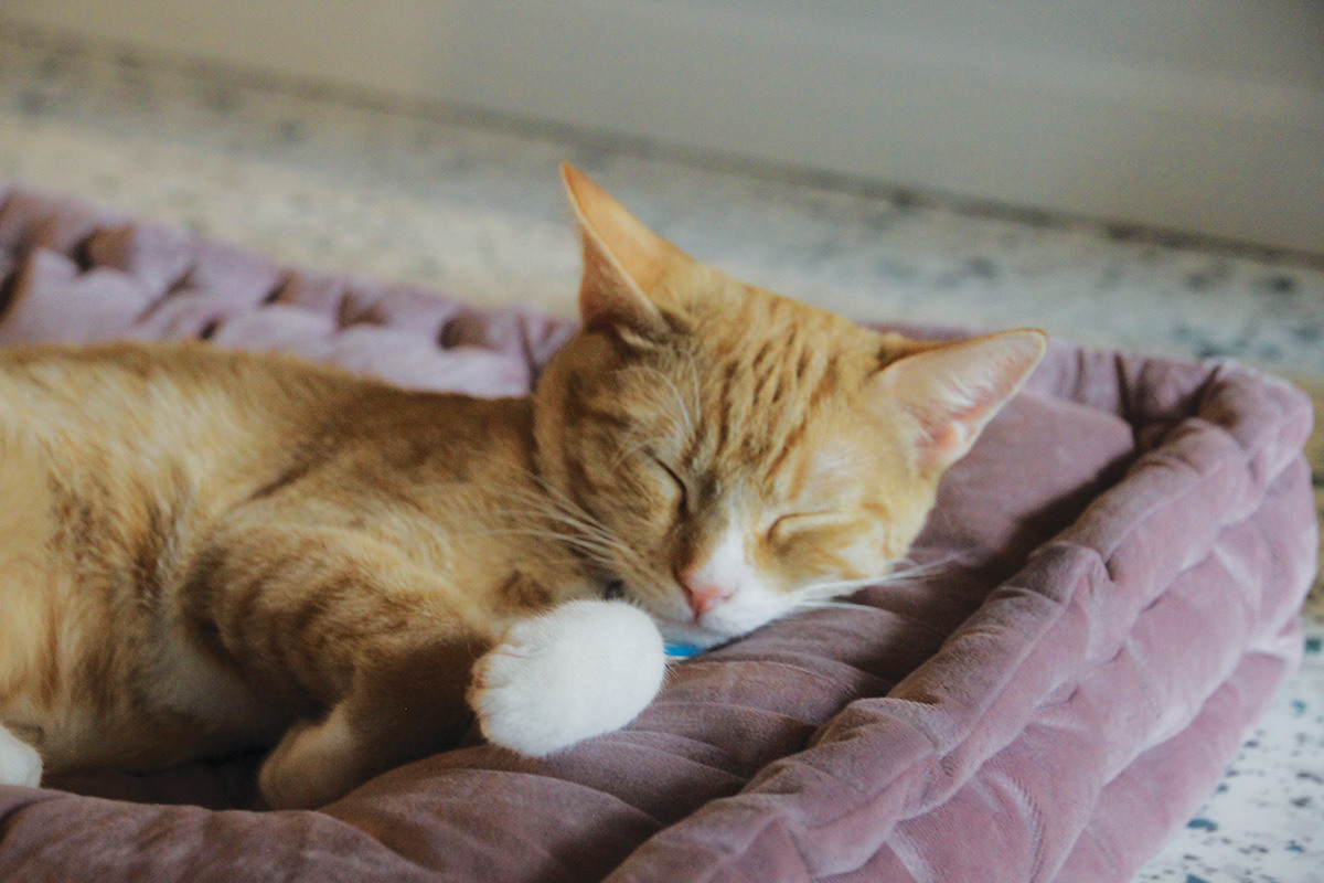 Kitty-corner from the Old Cap is a social club so charming, you'll want to take home the staff ...